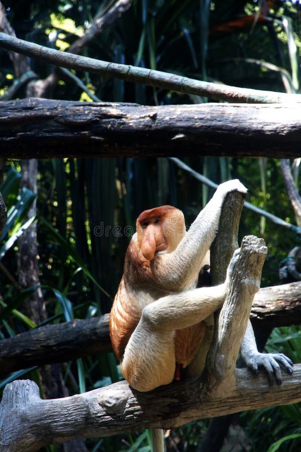 Proboscis monkey stock image. Image of mature, monkey - 53654103