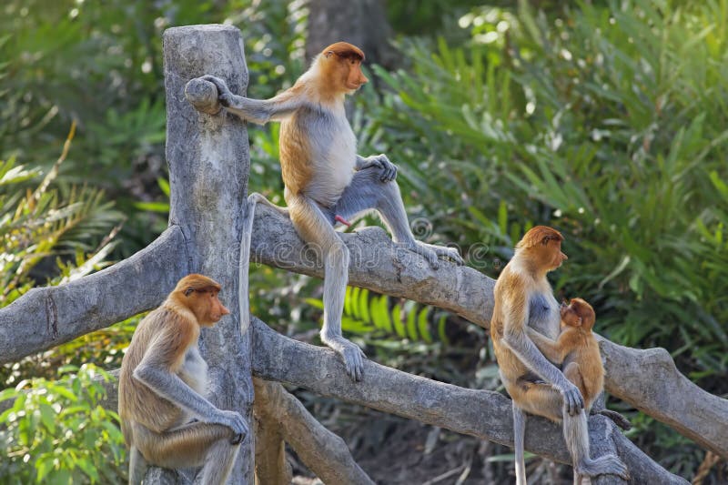 Group of Proboscis Monkeys stock photo. Image of kota - 20717952
