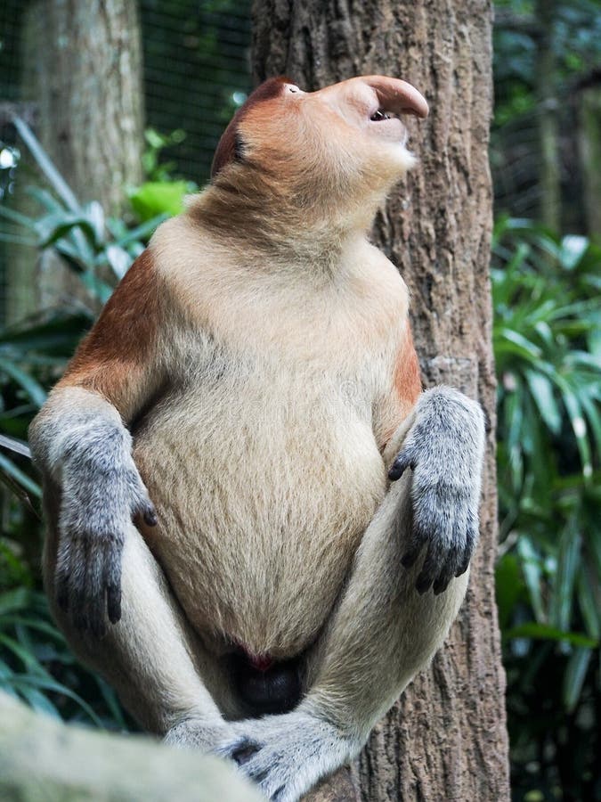 Proboscis Monkey with Nose Profile Stock Photo - Image of borneo ...