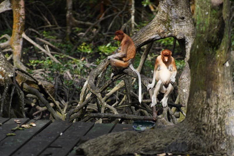 Proboscis monkey stock photo. Image of playing, jungle - 292774044
