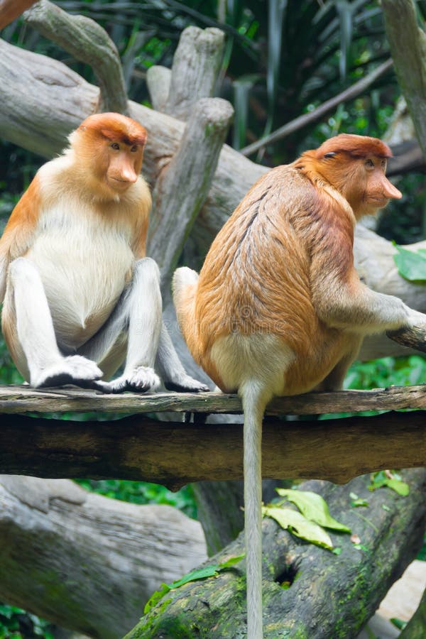 Proboscis Monkey stock image. Image of sandakan, exotic - 102086691
