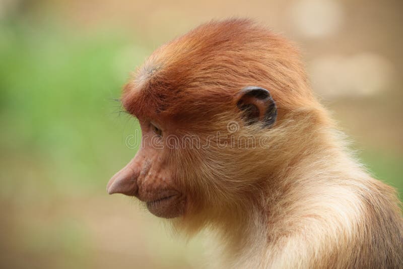 Proboscis monkey profile stock image. Image of asia, face - 34162335