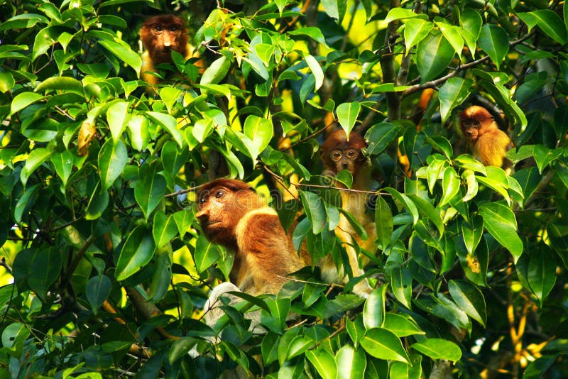 Proboscis Monkey in Tree, in Rainforest Stock Photo - Image of kinabalu ...