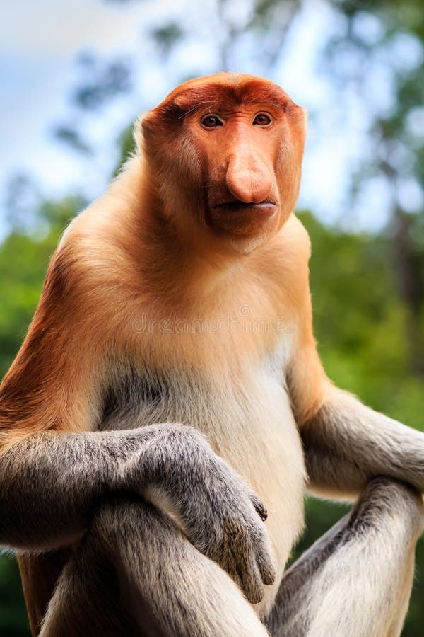 Proboscis monkey portrait stock image. Image of exotic - 12675783