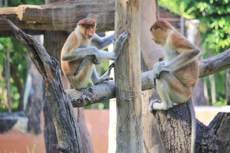 Proboscis Monkey Relaxing on a Wooden Log in Tropical Forest Habitat ...
