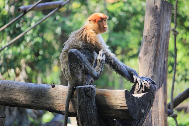 Proboscis Monkey Relaxing on a Wooden Log in Tropical Forest Habitat ...