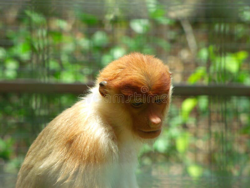 Proboscis monkey stock image. Image of animal, brown - 39532417