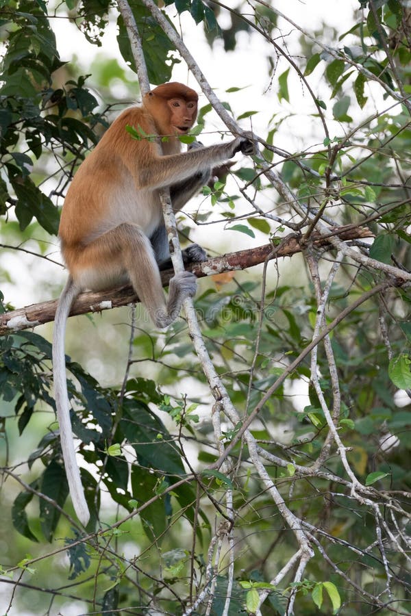 Proboscis monkey stock image. Image of nature, sitting - 72561587