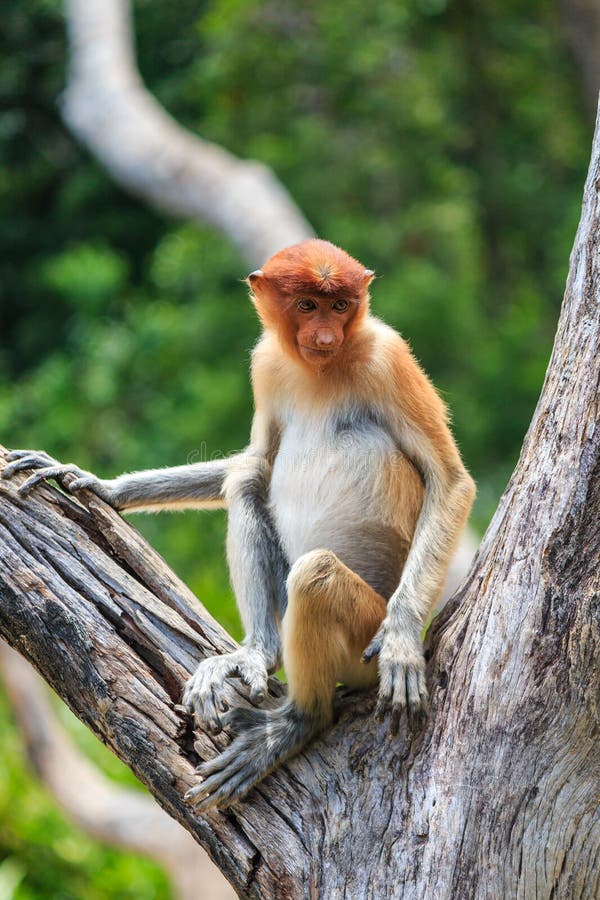 Endangered Proboscis Monkey in the Mangrove Forest of Borneo Stock ...