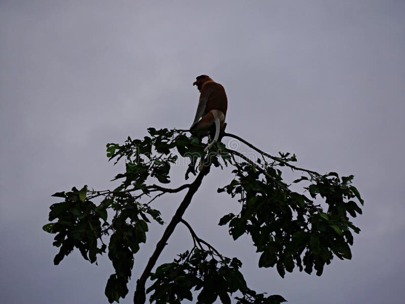 Proboscis Monkey at Top of Tree, Borneo, Sarawak with Copy Space Stock ...