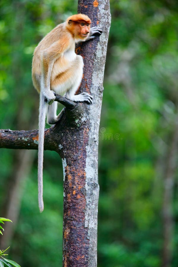 Proboscis monkey on tree stock photo. Image of monkey - 24010570