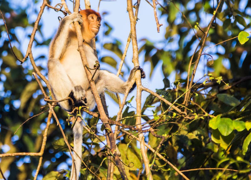 A Proboscis Monkey on a Tree Along the Kinabatangan River in Sabah ...