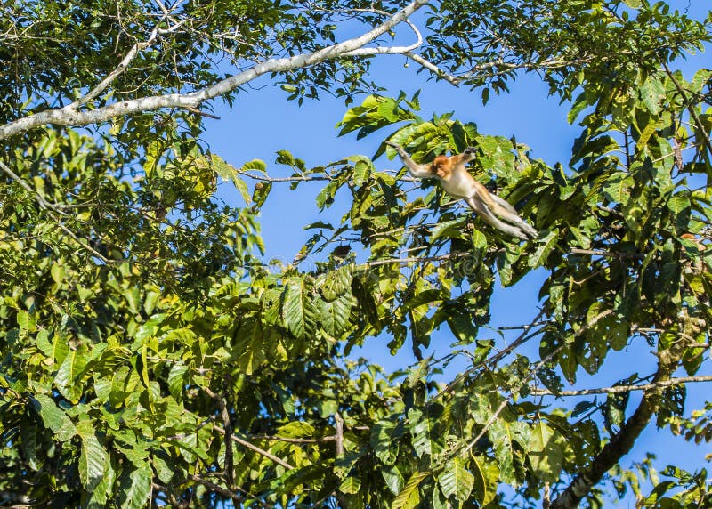 A Proboscis Monkey on a Tree Along the Kinabatangan River in Sabah ...