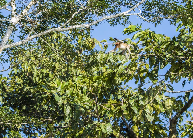 A Proboscis Monkey on a Tree Along the Kinabatangan River in Sabah ...