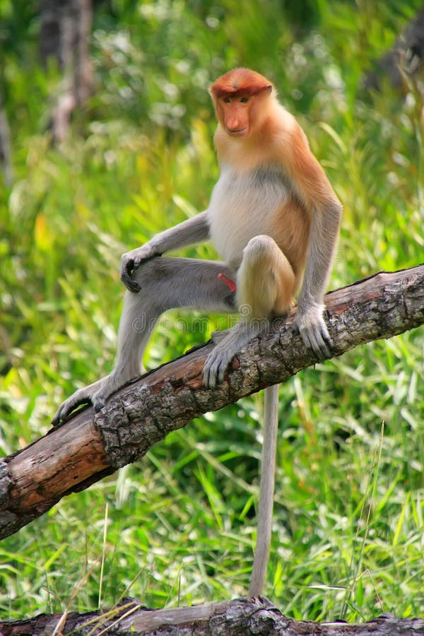 Proboscis Monkey on a Tree, Borneo, Malaysia Stock Image - Image of ...
