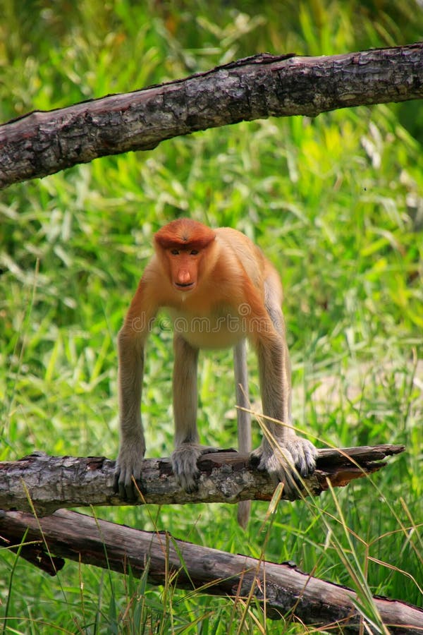 Proboscis Monkey on a Tree, Borneo, Malaysia Stock Image - Image of ...