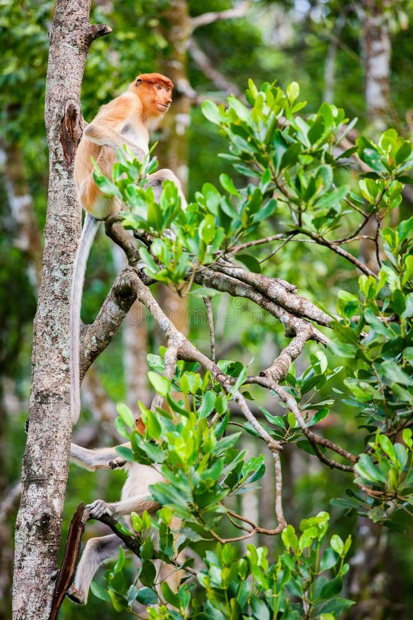 Proboscis monkey on tree stock photo. Image of tree - 118019532