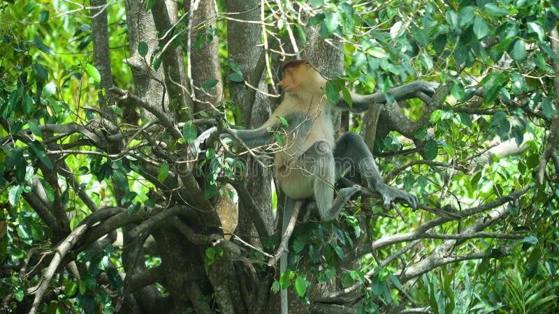 Proboscis Monkeys in Borneo. Malaysia. Stock Video - Video of habitat ...