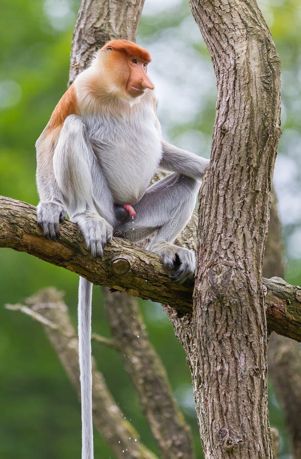 A Peeing Monkey in the Ropes Stock Photo - Image of brown, baby: 82166670