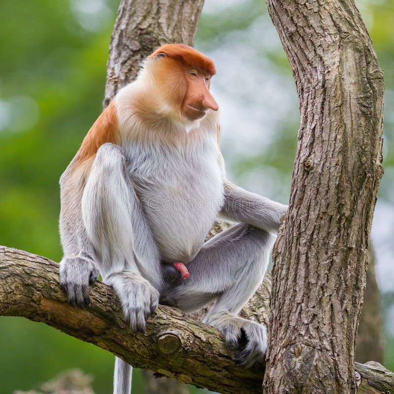 Proboscis monkey in a tree stock photo. Image of sitting - 58099794