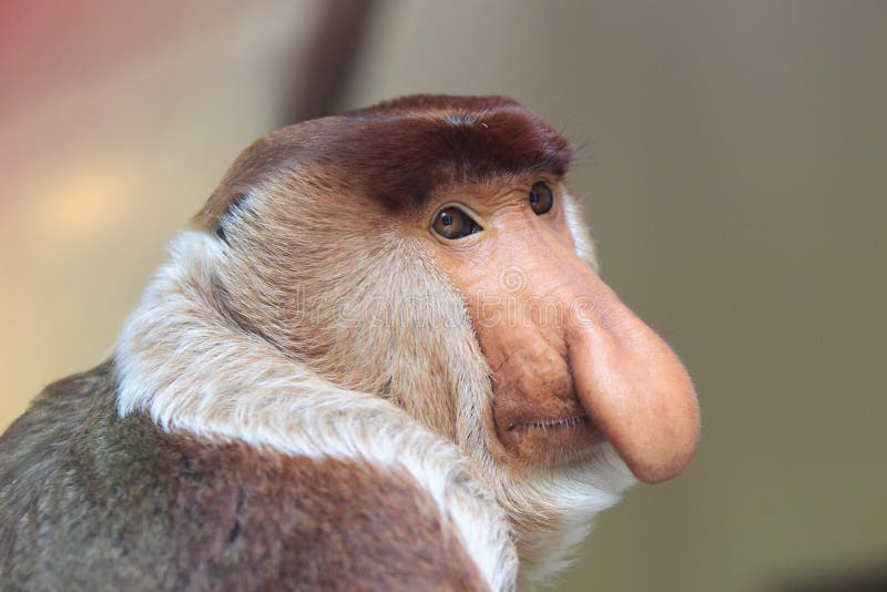 Proboscis monkey stock image. Image of sitting, male - 40548683