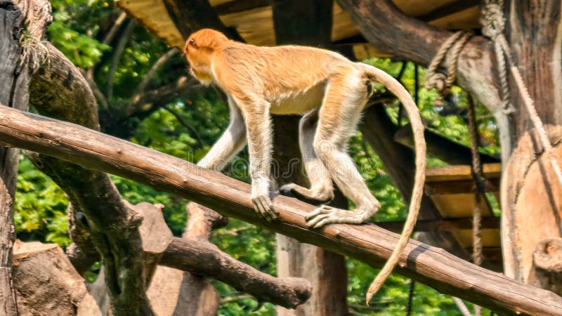 Proboscis Monkey Walking on Branch Stock Photo - Image of cute, forest ...