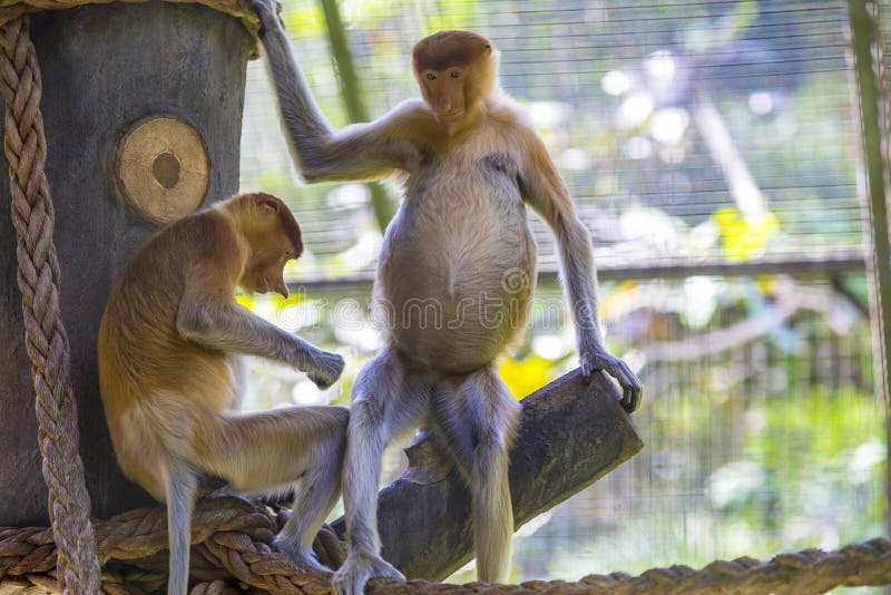 The Female Proboscis Monkey with a Baby of Jumping from Tree To Tree in ...