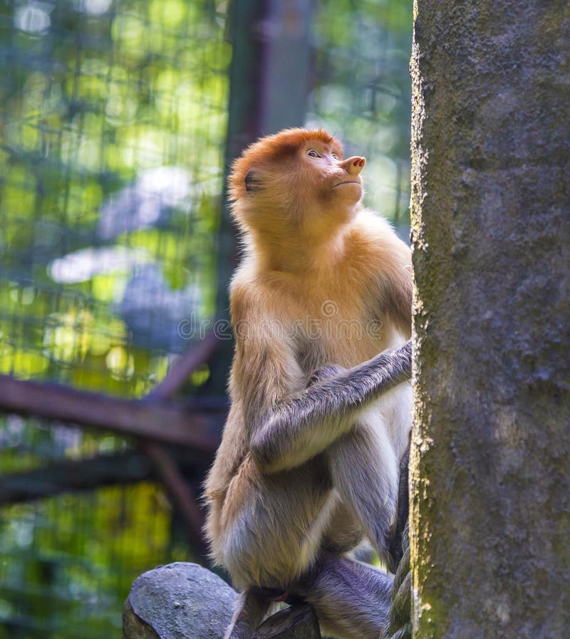 Proboscis monkey stock image. Image of animal, kinabalu - 49253761