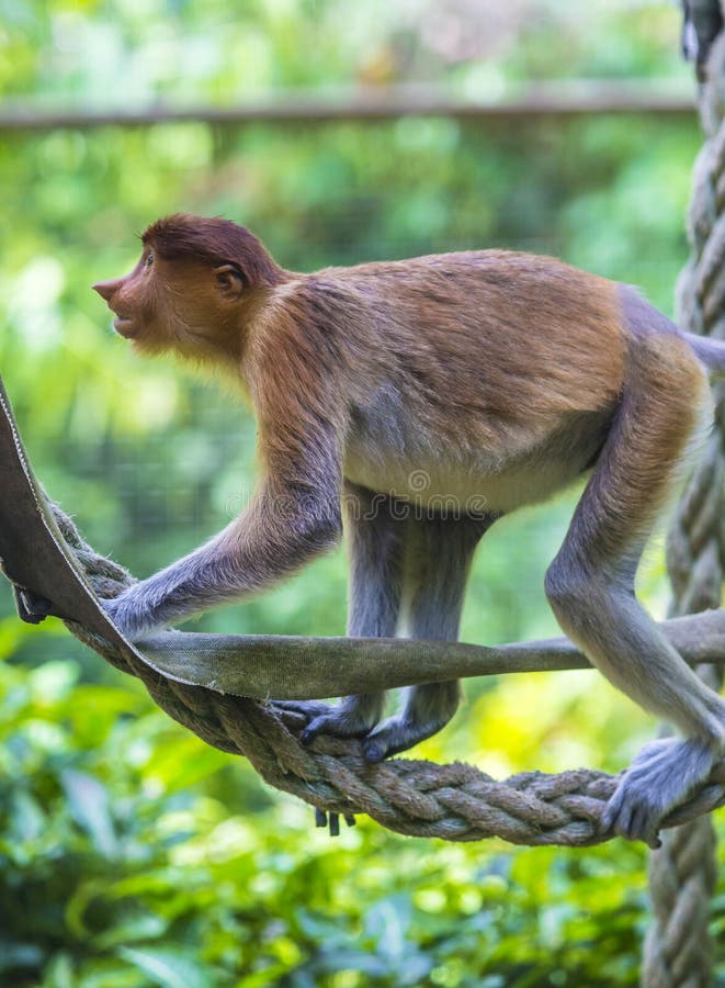 Proboscis monkey stock photo. Image of couple, mammal - 49253182