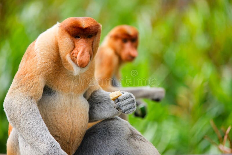 Proboscis monkeys stock image. Image of borneo, rare - 24092237