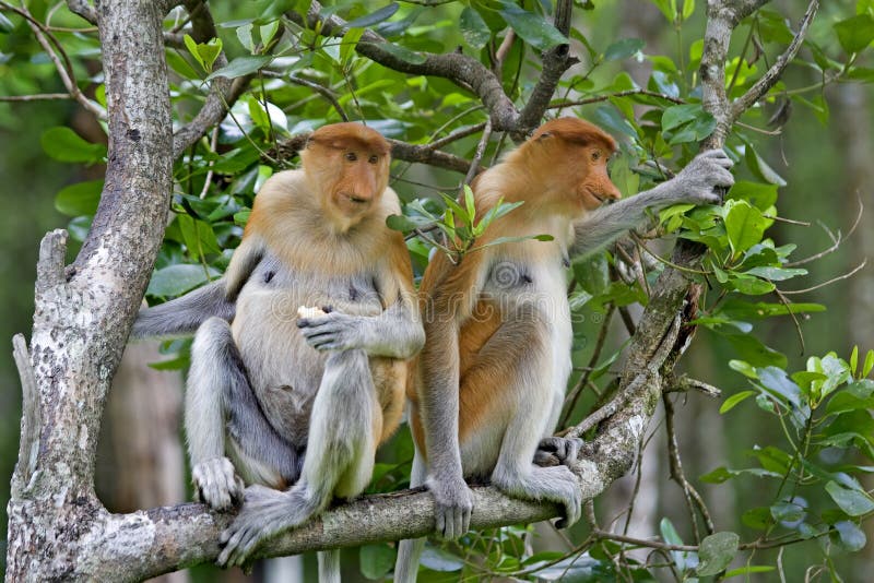Proboscis monkeys stock image. Image of trees, kota, monkey - 9283383