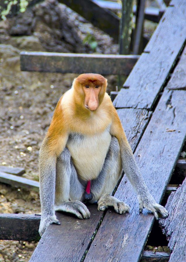 Proboscis Monkeys Endemic of Borneo Island in Malaysia. Stock Image ...