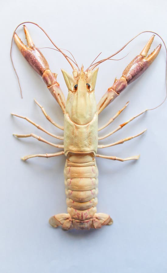 Astacoidea Isolated with White Background. Stock Image - Image of ...