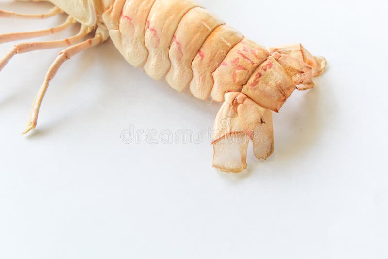 Astacoidea Isolated with White Background. Stock Photo - Image of ...