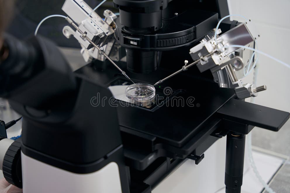 Procedure of Egg Fertilization Under a Microscope with a ...