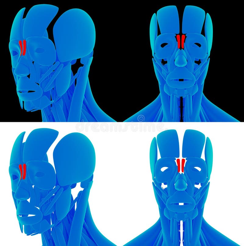The procerus stock illustration. Illustration of accurate - 57548752