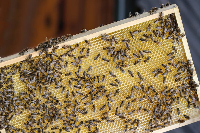 Process of the Bees Making Wax in the Apiary, on a Blurred Background ...