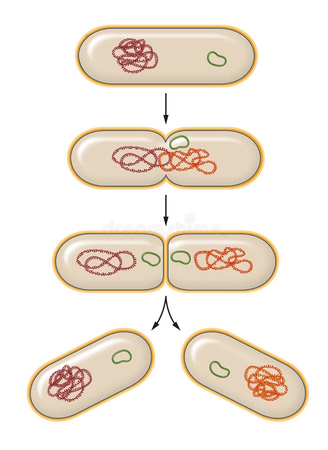 Process of Bacterial Fission. Reproduction. Stock Illustration ...