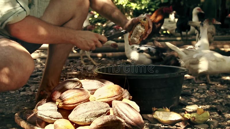 Process of Breaking Cacao Fruit To Remove the Seeds To Make Chocolate ...