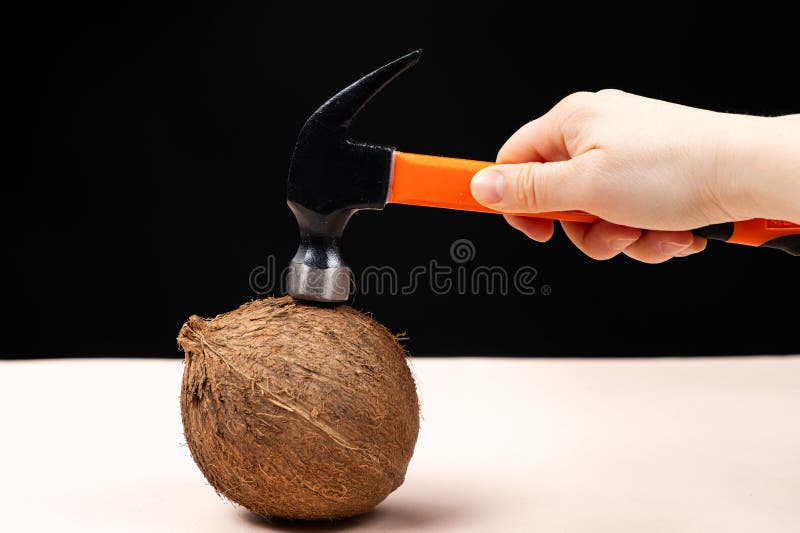 The Process of Breaking a Coconut with a Hammer. Ways To Open a Coconut ...