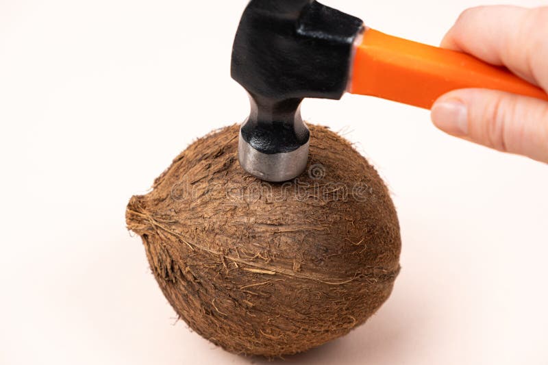 The Process of Breaking a Coconut with a Hammer. Ways To Open a Coconut ...