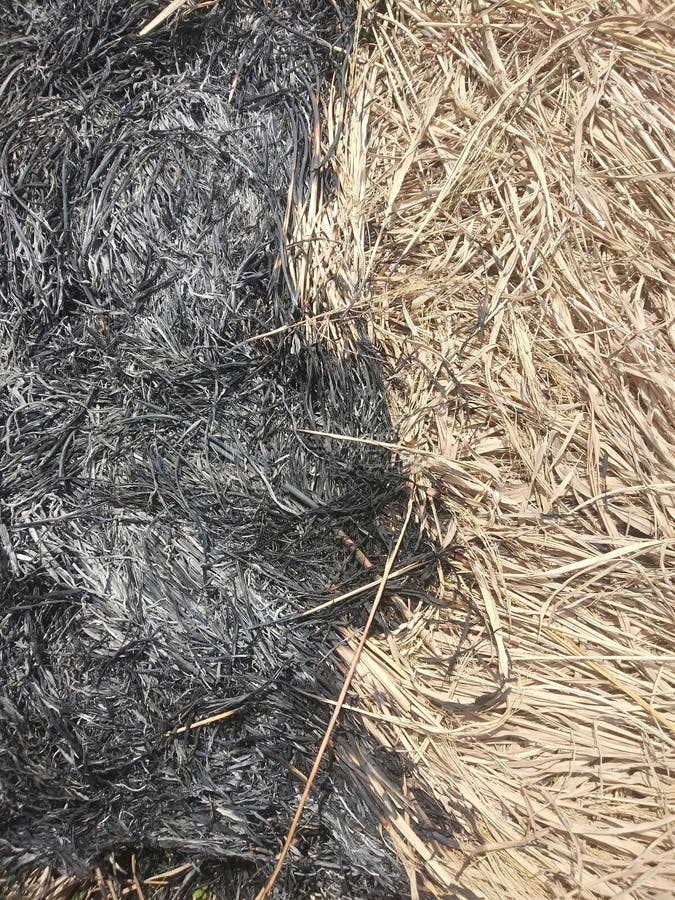 The Process of Burning Rice Straw in Rice Fields Stock Image - Image of ...