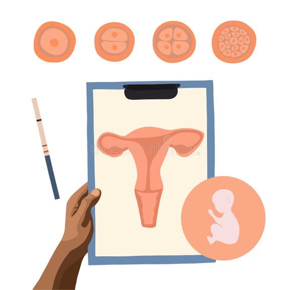 The Process of Cell Division during Fertilization. Egg Cell Division ...