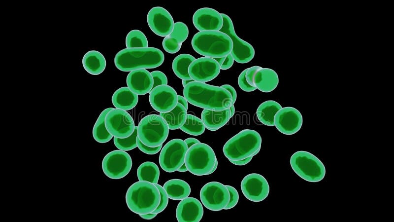 Cellular Division Under Microscope. Mitosis, the Process of Cell ...