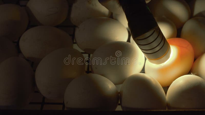 Process of Checking Embryos Inside Eggs with Egg-tester Stock Footage ...