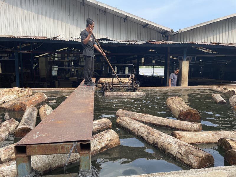 The Process of Cleaning Logs in a Pond before Being Processed by a ...