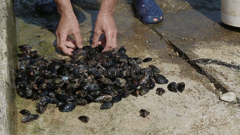 The Process of Cleaning Mussels Stock Video - Video of water, kelp ...