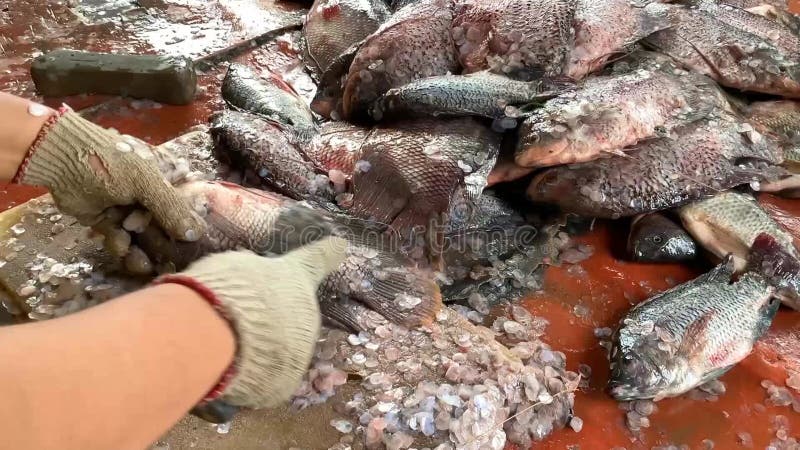 The Process of Making Filled Snapper Fish Stock Video - Video of ...