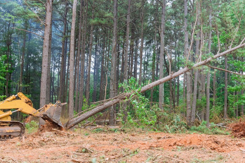 During the Process of Clearing Land To Build Houses, Trees are Uprooted ...
