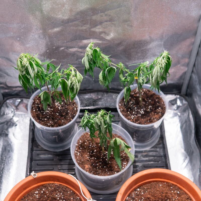 The Process of Cloning a Marijuana Plant. Cannonis Cloning Issues Stock ...